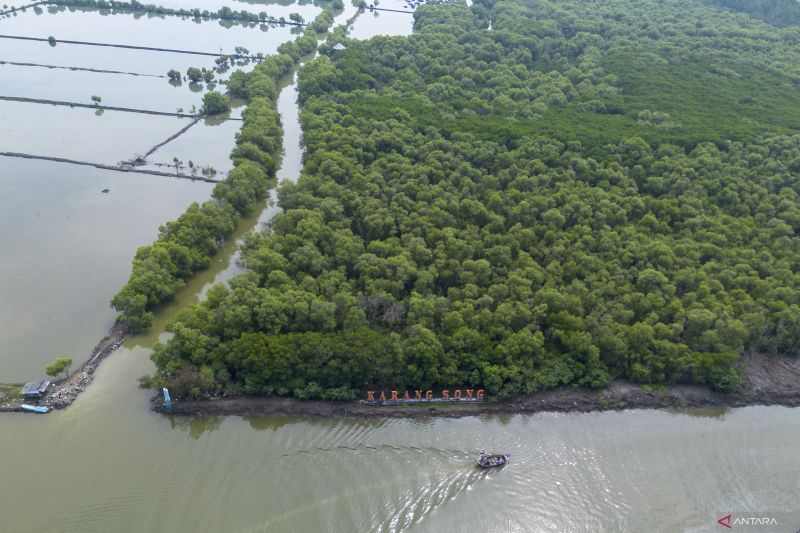 Govt conducting study to set new mangrove restoration goal - ANTARA News