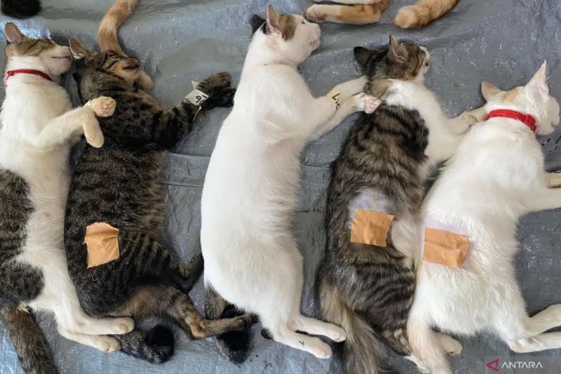 8 ciri-ciri kucing sedang birahi dan cara mengatasinya - ANTARA News