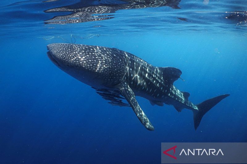 Dinas Kelautan dan Perikanan NTB survei zona inti konservasi ...