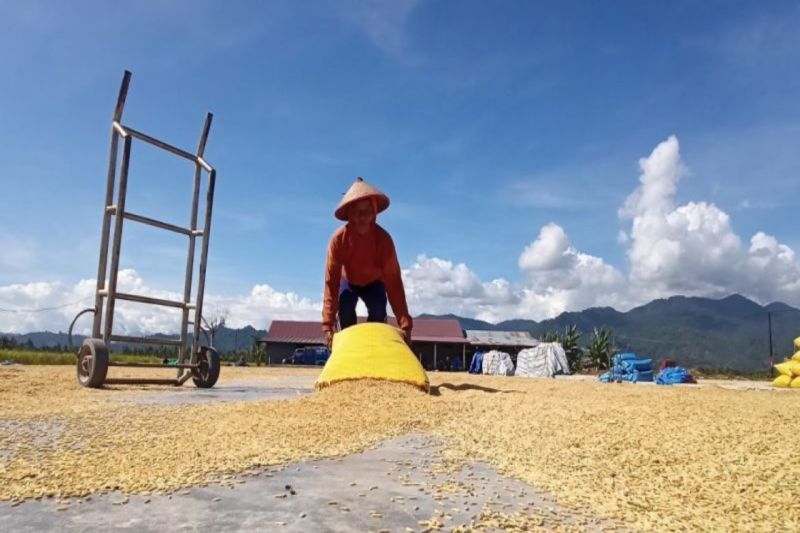 Petani Parimo diminta sisihkan 20 persen beras hasil panen - ANTARA ...