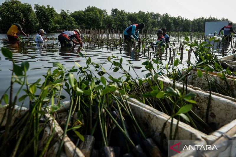 PP Ekosistem Mangrove jadi panduan ketahanan pangan nasional - ANTARA News