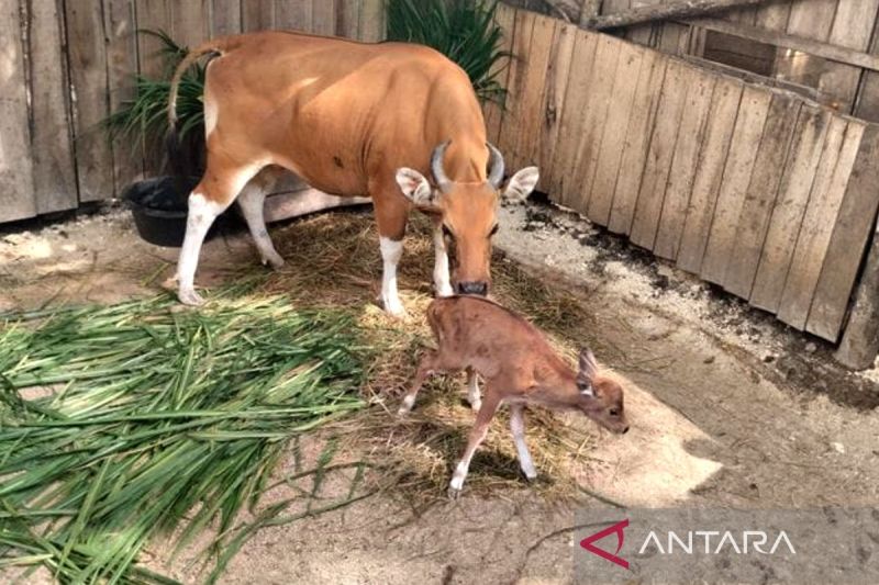 Kelahiran Banteng Jawa di Pangandaran harapan pelestarian satwa langka ...