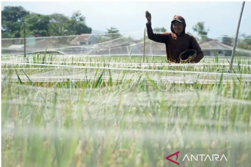 Brown planthopper outbreak threatens East Java rice yields - ANTARA News