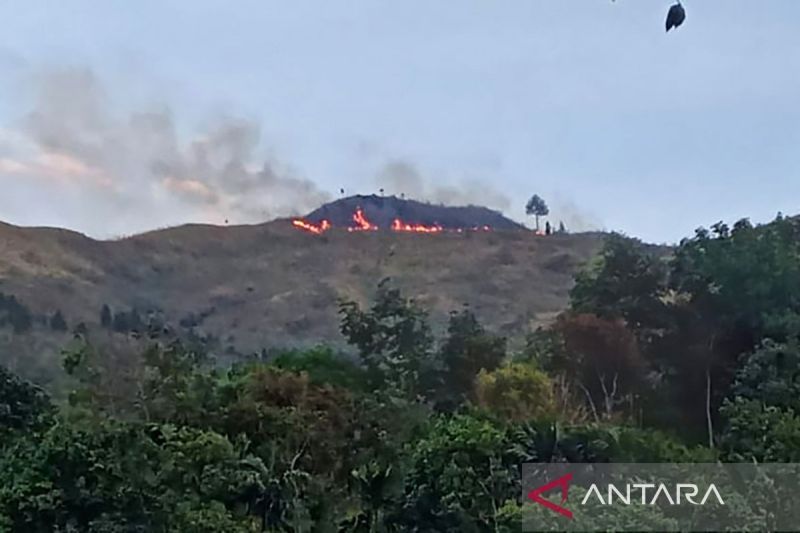 Dishut Sumbar selidiki penyebab kebakaran 100 hektare lahan di Pasaman - ANTARA News