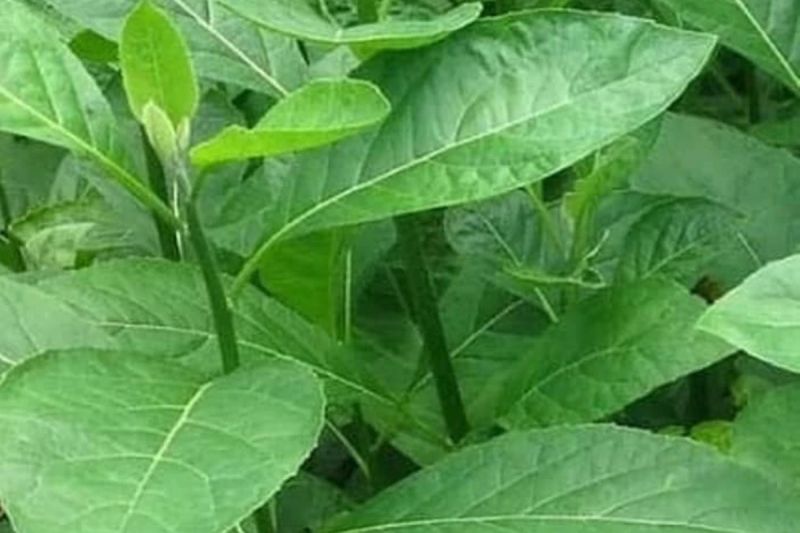 8 manfaat daun afrika untuk kesehatan tubuh yang wajib diketahui ...