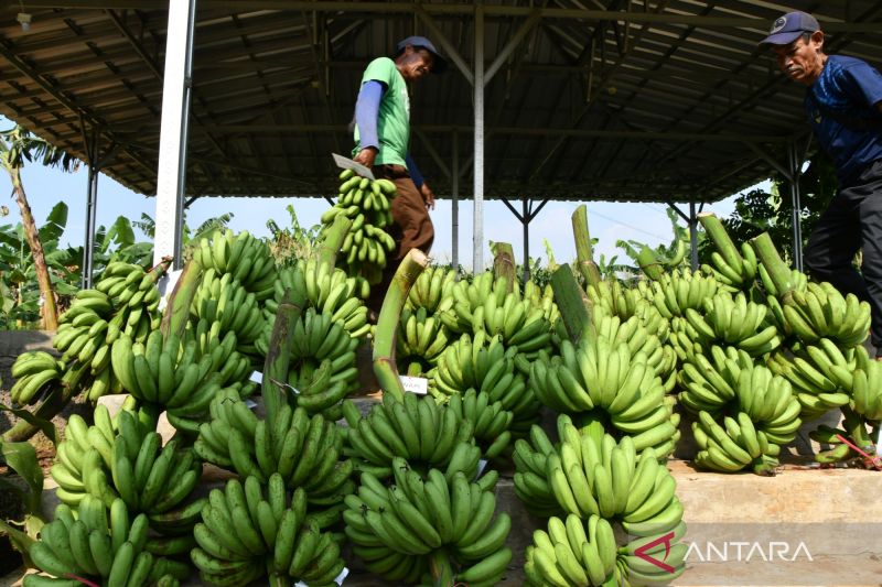 Temui manfaat kesehatan dari tingkat kematangan pisang - ANTARA News
