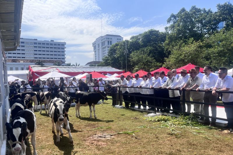 Kepala Bappenas: Program Sapi Merah Putih jadi simbol kemajuan - ANTARA ...