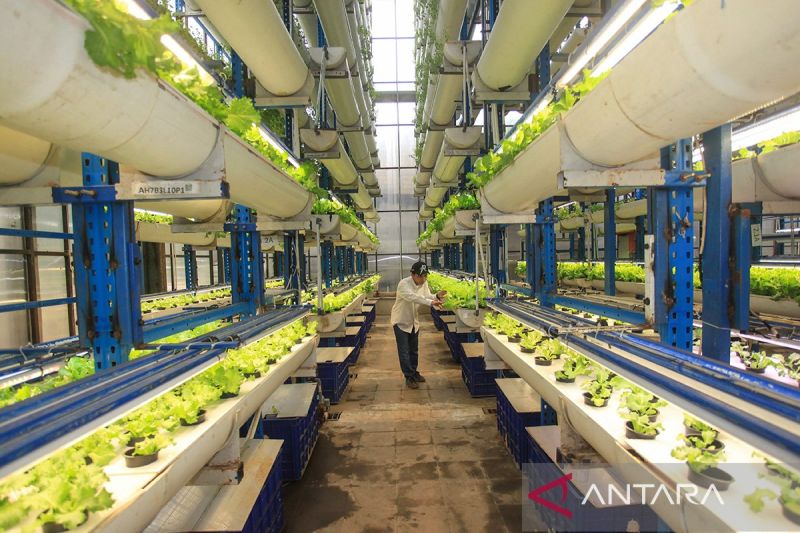 Lahan hidroponik vertikal Cilandak Ladang Farm hasilkan 2 ton sayuran ...
