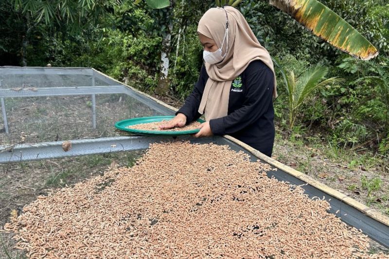 Pertamina FT Tarakan Berhasil Mengembangkan Program Silvolestari ...