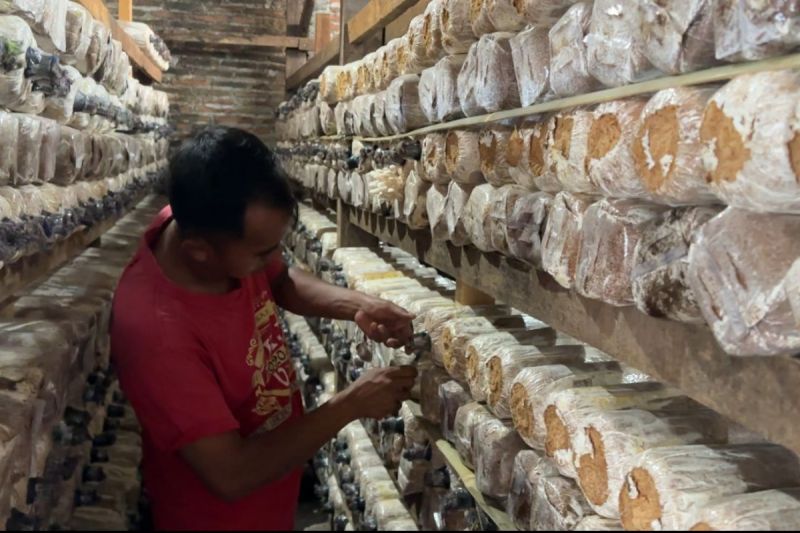 UMS ayuda a Klay Burgers Van Hout Waste Magic, así que Oester Mushroom ...