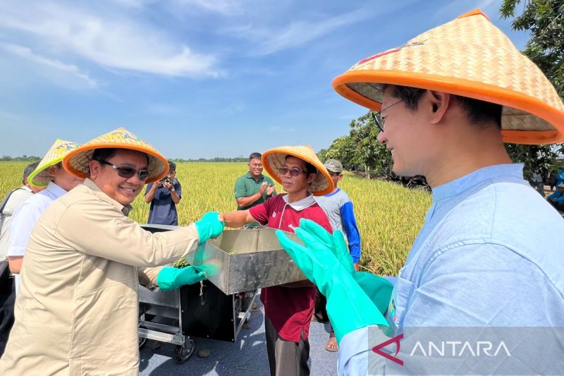 Bappenas: Kebijakan harga gabah Rp6.500/kg dorong kesejahteraan petani ...