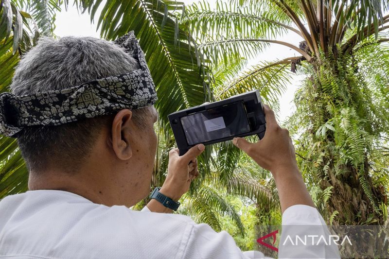 Sensor canggih ukur kematangan sawit, solusi masa depan petani ...
