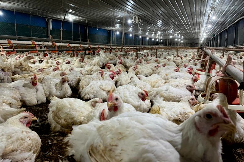 Indonesia to build integrated poultry farms to support MBG program ...