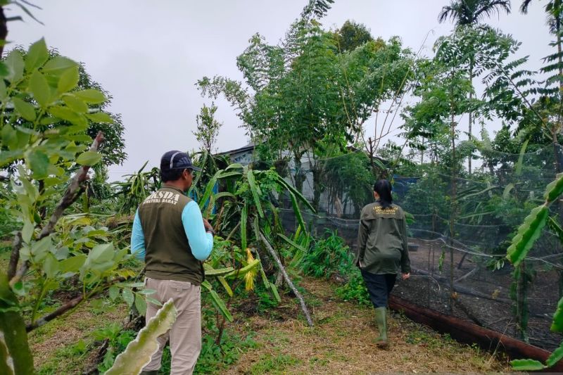 BKSDA Sumbar terima laporan konflik harimau di Agam secara bersamaan ...
