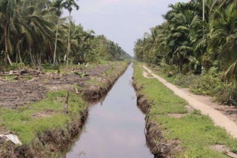 Terbesar di Indonesia, Kementan RI replanting 27.000 ha kelapa di Riau ...