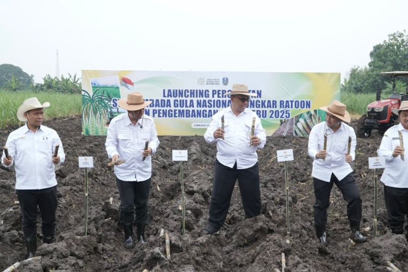 SGN percepat swasembada gula lewat bongkar ratoon di Jombang - ANTARA News
