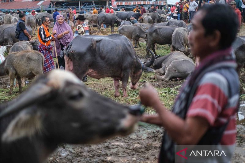 Menengok aktivitas pasar kerbau untuk hewan persembahan di Toraja Utara ...