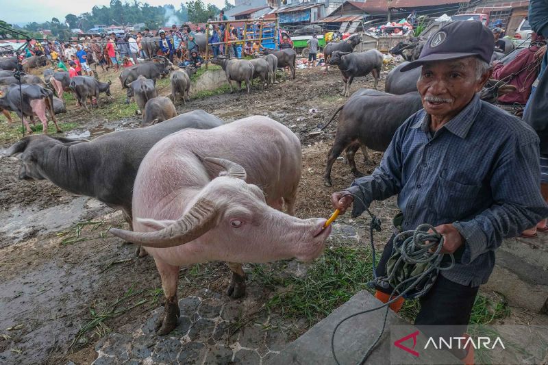 Menengok aktivitas pasar kerbau untuk hewan persembahan di Toraja Utara ...