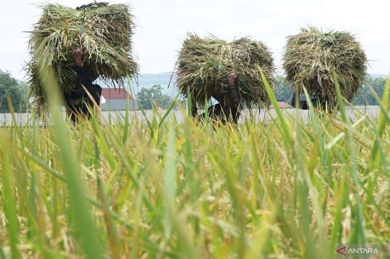 Target serapan gabah di jatim 2026 - ANTARA News Jawa Timur