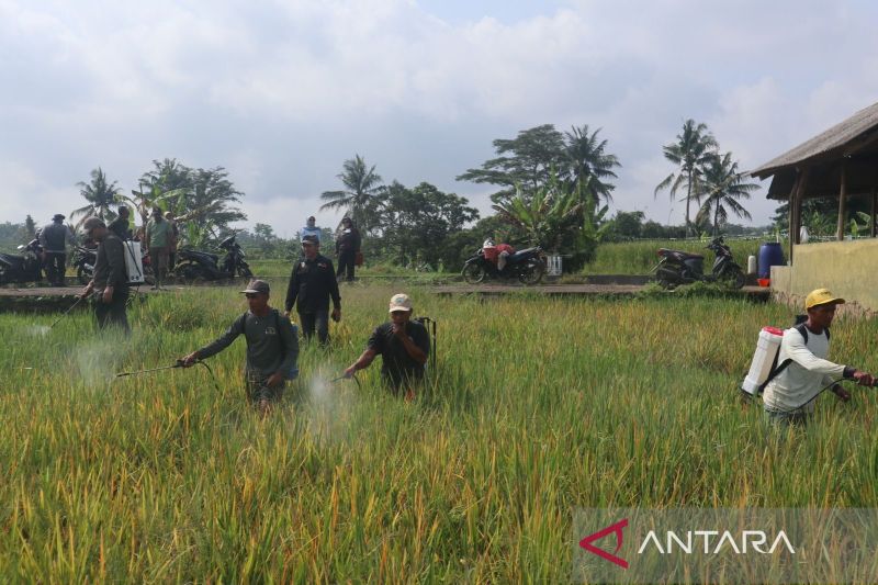Pemkab Kuningan menggencarkan program Gerdal OPT kejar surplus padi ...