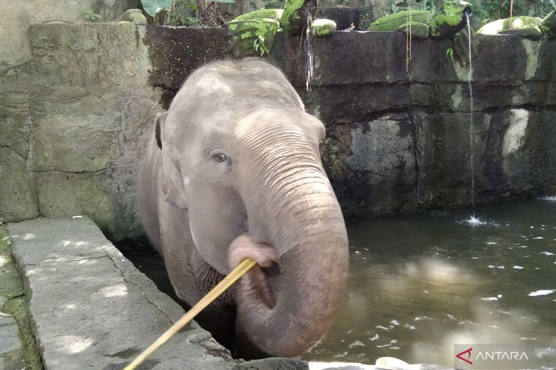 Bali Zoo ends elephant rides, cites welfare rules - ANTARA News