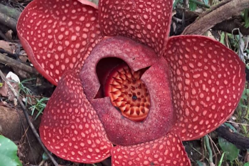 Dua individu bunga rafflesia mekar sempurna secara bersamaan di Agam ...