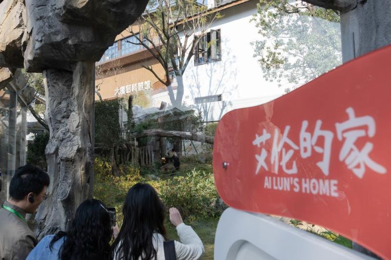 Menengok penampilan publik lima panda raksasa di Panda World Fuzhou ...