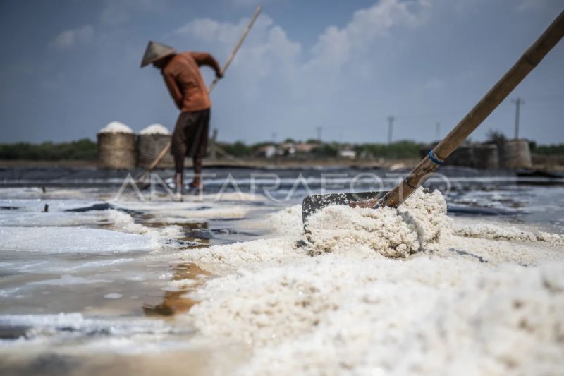 Produksi garam nasional diprediksi hanya 1 juta ton tahun ini - ANTARA News