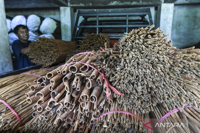 Tembus pasar Eropa dan Malaysia, harga kayu manis petani Agam justru ...