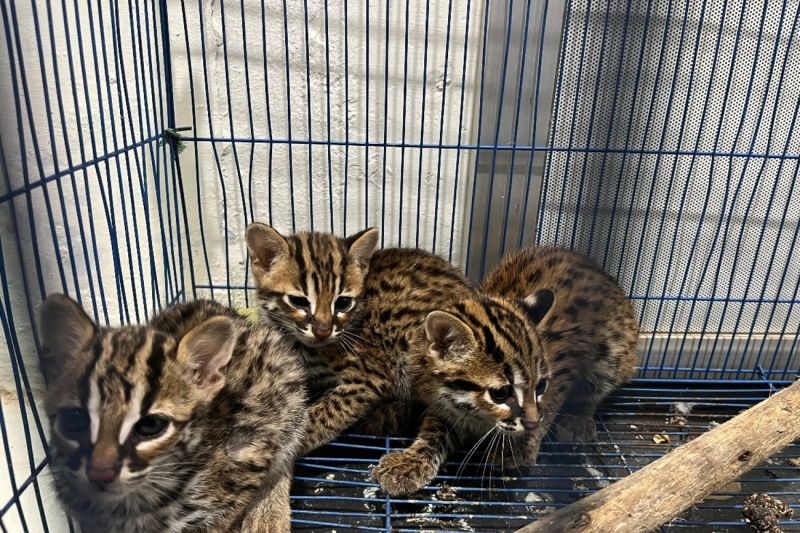 Kemenhut tangkap pedagang Kucing Kuwuk yang dilindungi di Sumut ...