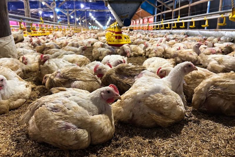 RI tightens animal health standards as Saudi limits poultry imports ...
