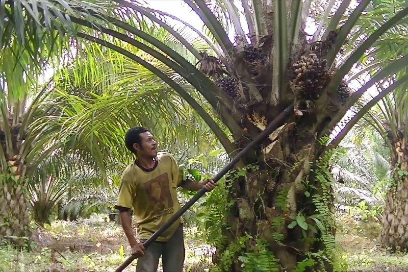 Harga Sawit Kalsel menunjukkan tren positif tembus Rp3.437 per Kg ...