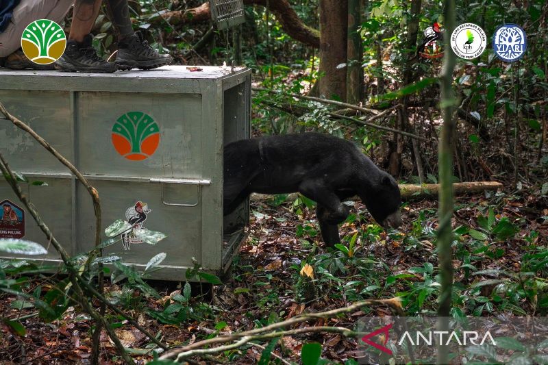 Beruang Madu dilepas ke Gunung Tarak setelah sembuh dari jerat pemburu ...