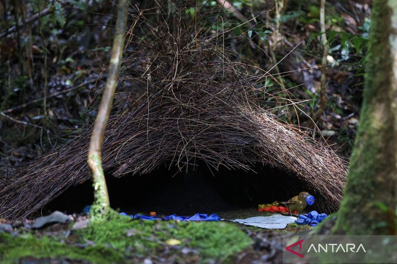 Burung endemis Pegunungan Arfak Papua Barat - ANTARA News