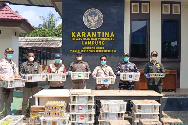 Karantina Lampung gagalkan penyeludupan 620 satwa liar - ANTARA News