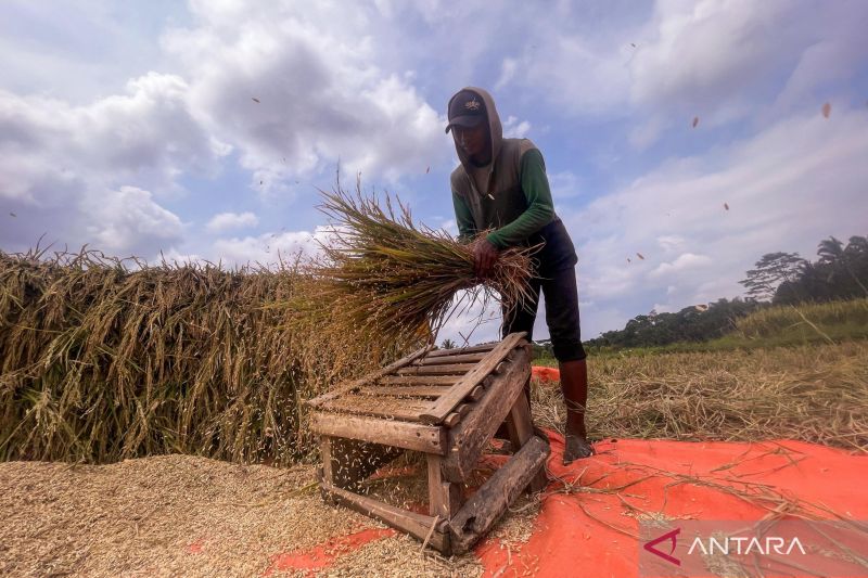 Panen melimpah, harga gabah membuncah, petani sumringah - ANTARA News