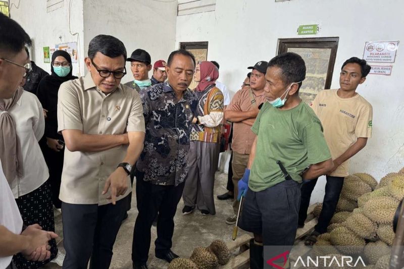 Barantin bantu optimalisasi kualitas ekspor durian Parigi-Moutong ...