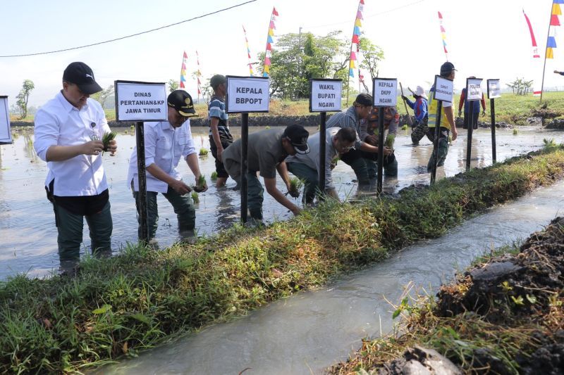 Produksi padi Ngawi triwulan pertama 2026 capai 195.620 ton GKG ...