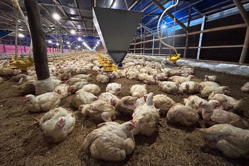 Indonesia moves to stabilize chicken prices amid demand slump - ANTARA News
