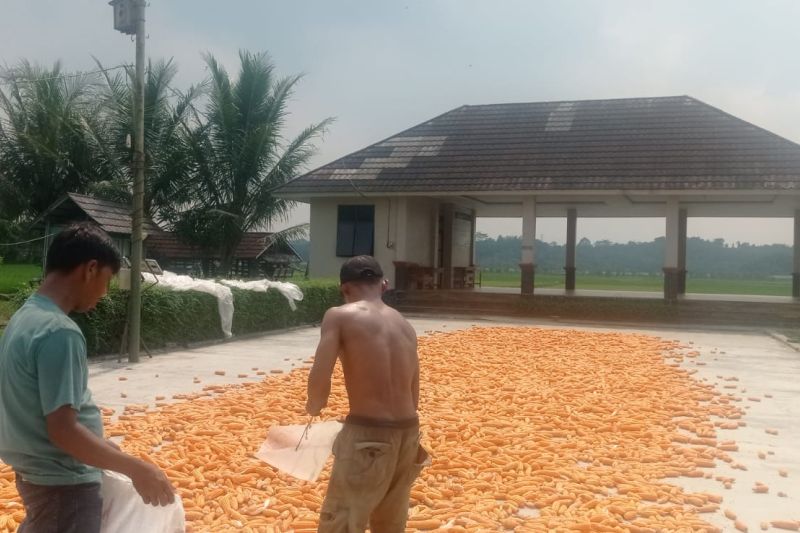 Harga jagung pipilan di Lebak alami kenaikan - ANTARA News Banten