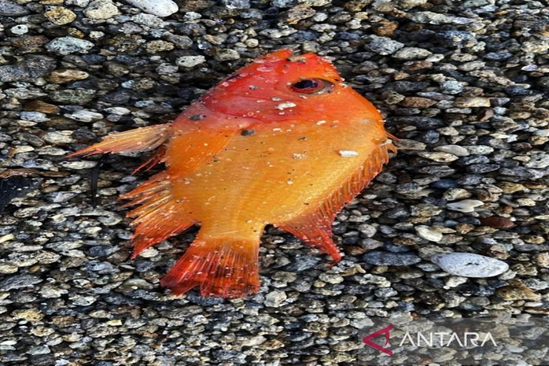 Pakar USU: Pengendalian ikan red devil jaga ekosistem Danau Toba ...