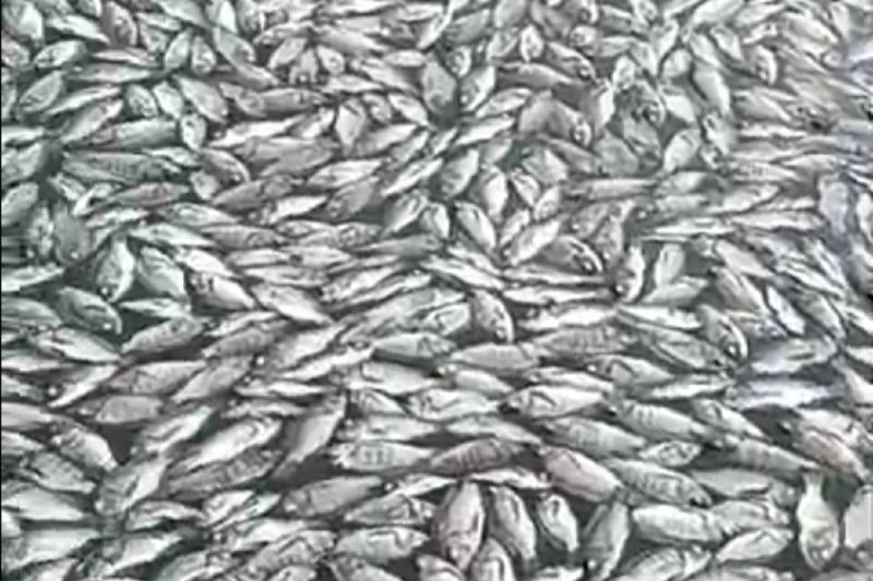 Ikan keramba jaring apung Danau Maninjau mati lima ton selama 2026 ...