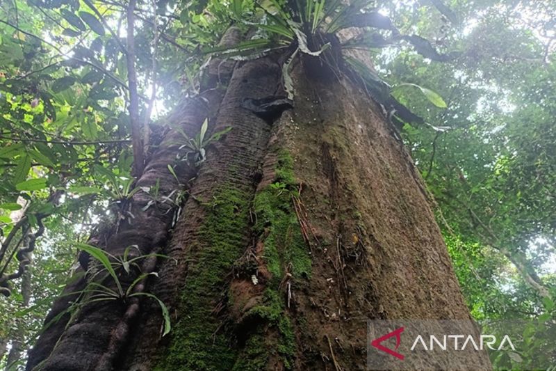 Ecological repentance: Indonesia’s call to heal nature - ANTARA News