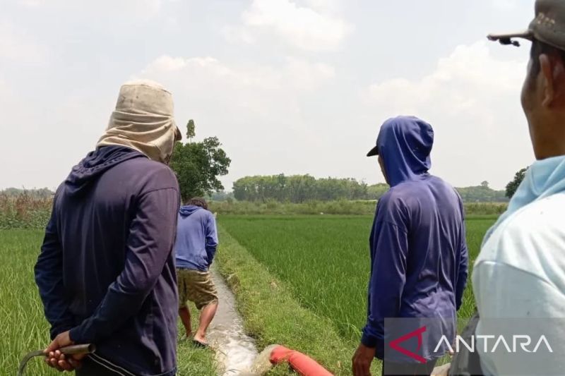 Dinas Pertanian OKU Timur bangun sumur bor di 22 desa hadapi El Nino ...