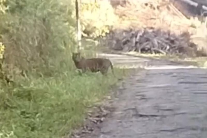 Dua ekor harimau muncul di Koto Tabang Agam - ANTARA Sumbar