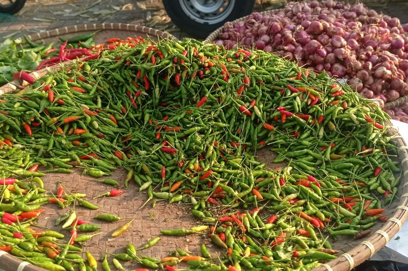 Pasokan melimpah, harga cabai di Lebak turun - ANTARA News Banten