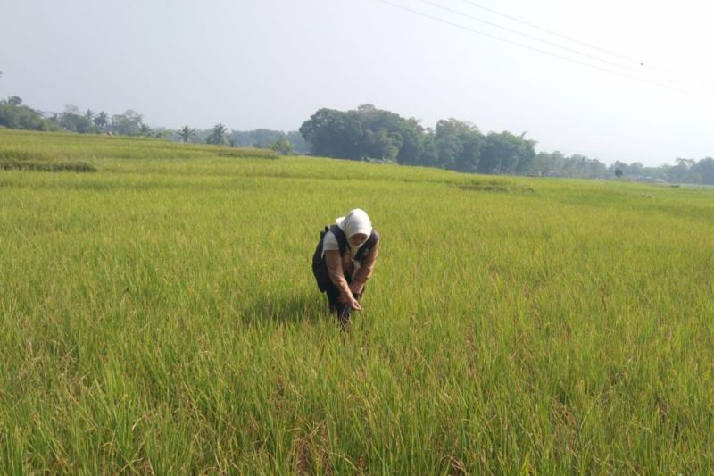 Dispertan Garut mulai areal pertanian terdampak kekeringan - ANTARA ...