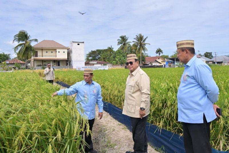 Produksi padi naik 100 persen, Prabowo target Indonesia lumbung pangan ...