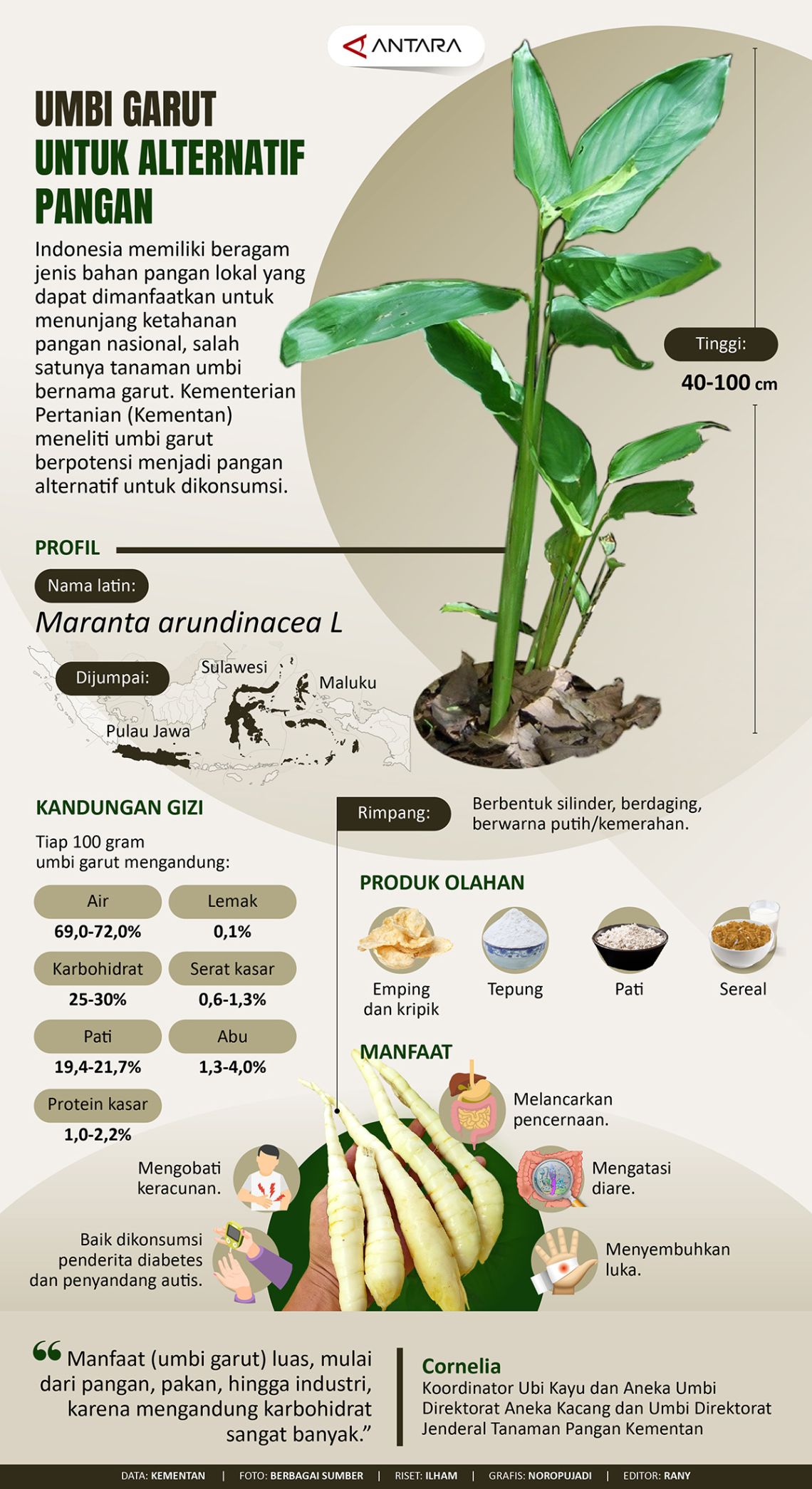 Umbi garut untuk alternatif pangan - ANTARA News Umbi garut untuk alternatif pangan - ANTARA News