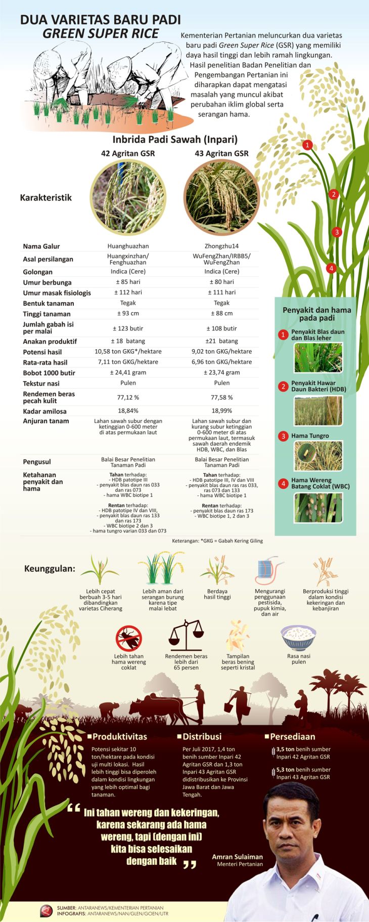 Dua Varietas Baru Padi Green Super Rice - Infografik ANTARA News